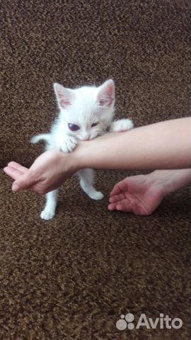 Ищем слепому котенку добрые руки