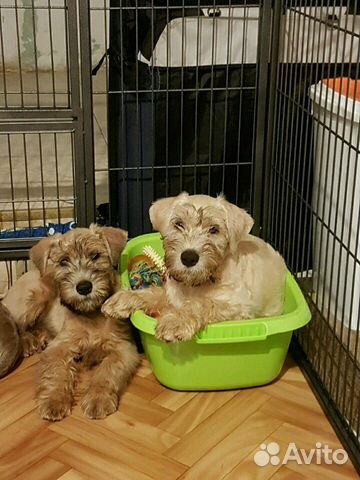 Щенки пшеничного терьера, питомник, документы РКФ