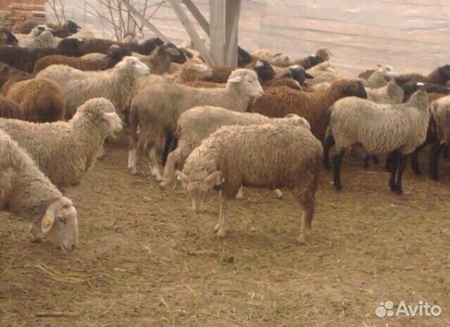 Бараны на курбан