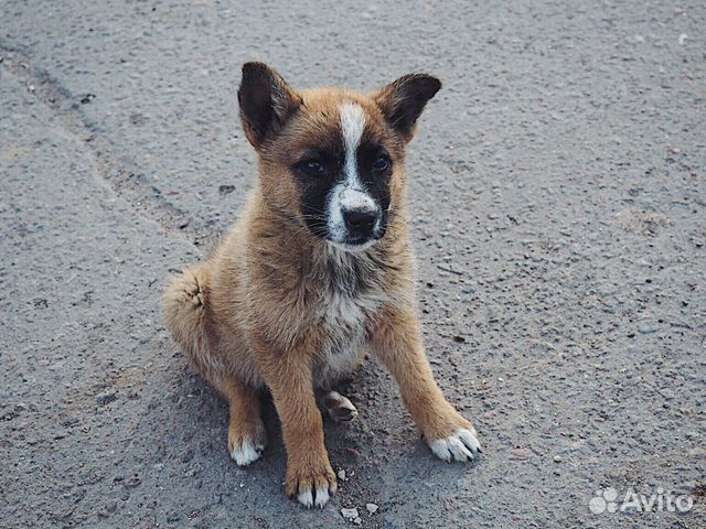 Щенок