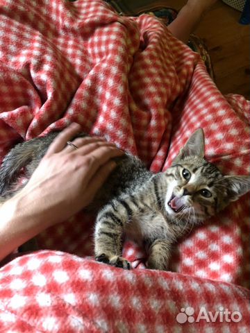Котёнок Шпротик (3 мес) ищет мам и пап