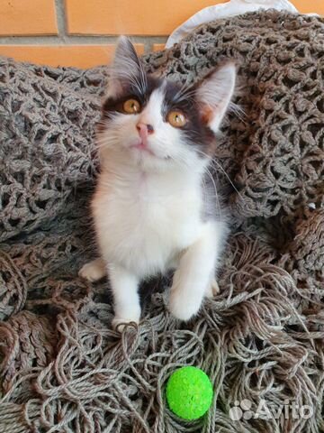 Лизонька ищет дом