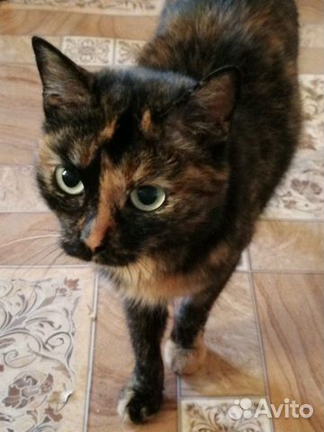 Кошка Марыся, трёхцветная