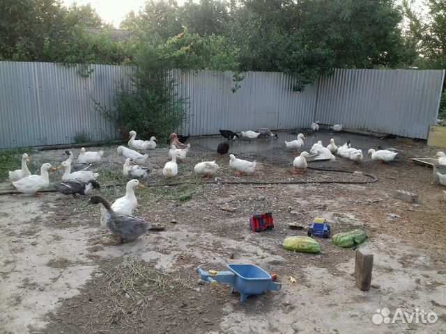 Башкирские утки