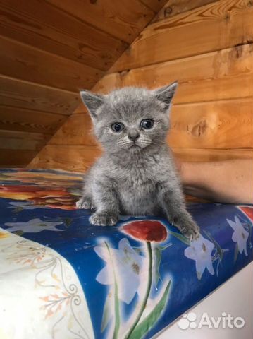 Продаются британские котята