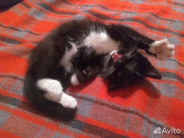 Смышленый активный котенок