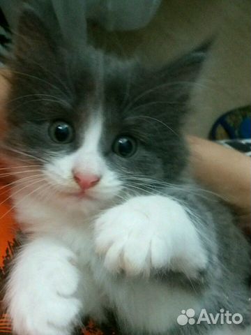 Котята от домашней кошки