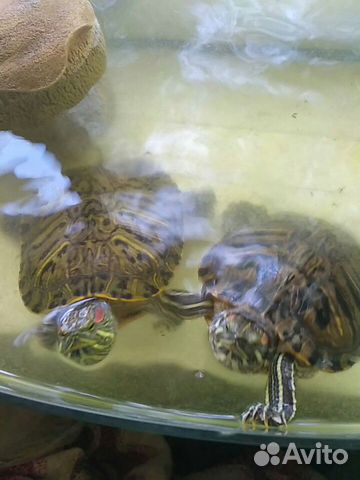 Красноухие черепахи