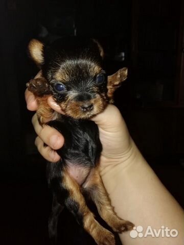 Девочка йорк маленькая