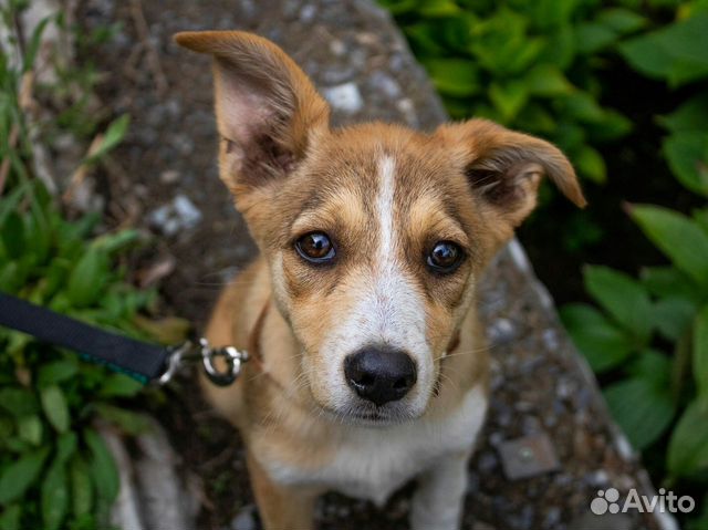 Задумчивая маленькая Мегги