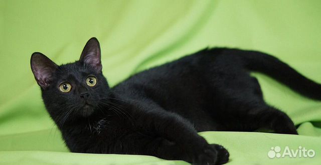 Маленькая пантерка - кошечка 8 мес