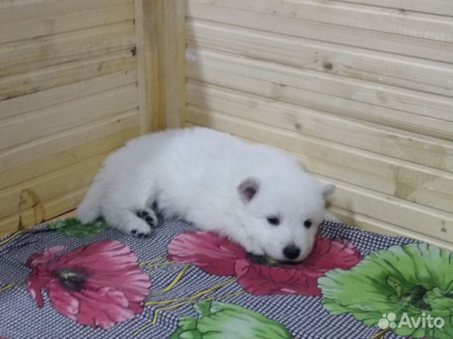 Щенки белой швейцарской овчарки