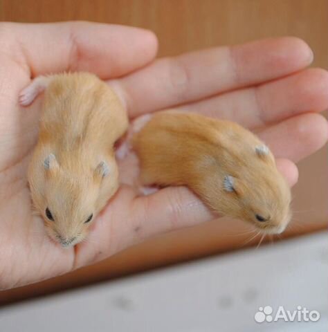 Рыжие Джунгарики