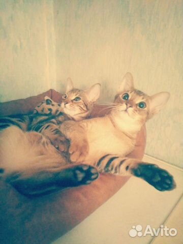 Котята Чаузи