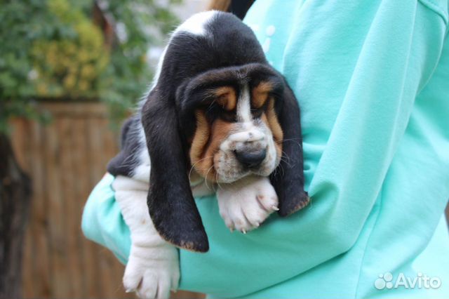 Девочка бассет-хаунд