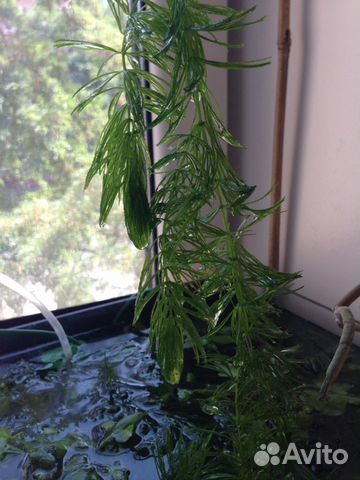 Аквариумная трава
