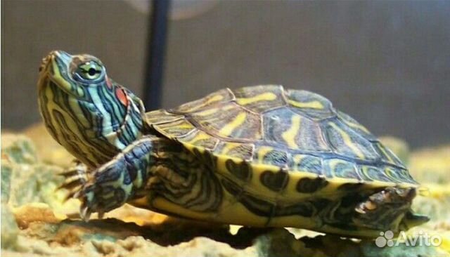 Мини Черепашки для аквариума