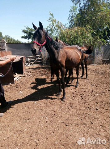 Продам кобылу