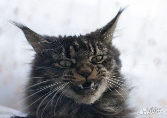 Котенок мейн-кун аренда для съемок