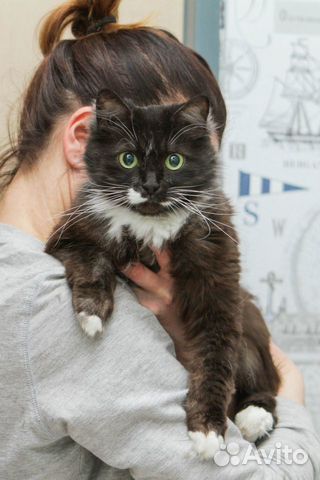 Очень ласковая и добрая Стеша 2,5 -3 года ищет дом