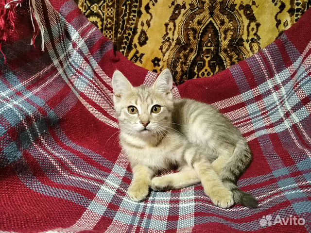 Игривая кошечка в добрые руки