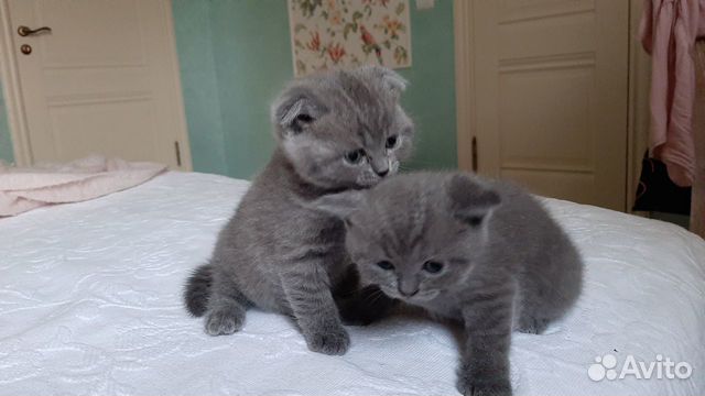Ласковые котята шотланды