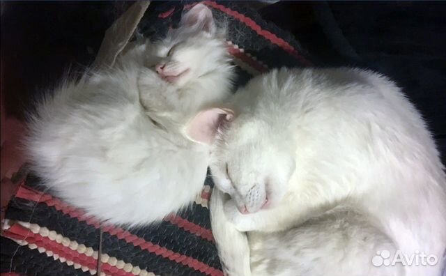 Пушистая белая кошечка ищет семью