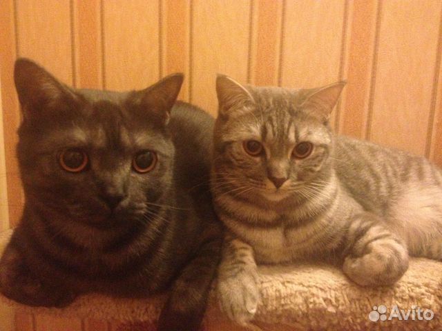 Раздача котов