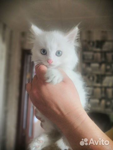 Отдам в хорошие руки котёнка с разноцветными глаза