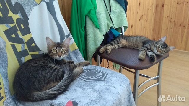 Отдам котят