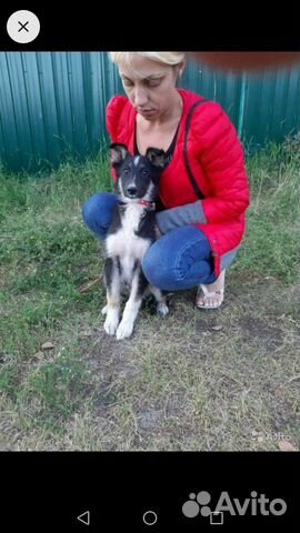 Щенки метисы