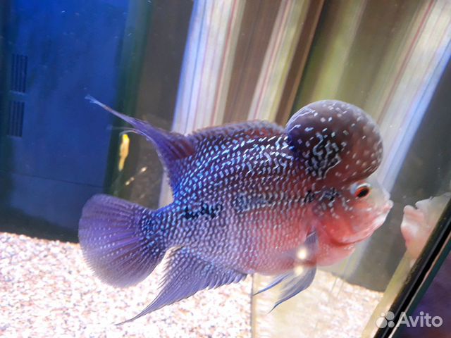 Фловерхорн flowerhorn