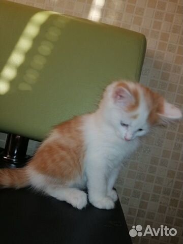 Милые котятки ждут своих добрых хозяев