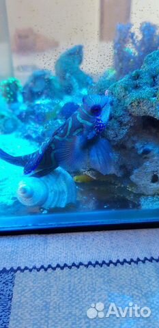 Морская рыбка мандаринка