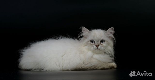 Котята породы Наполеон -Минуэт