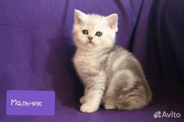 Чистокровные британские котята