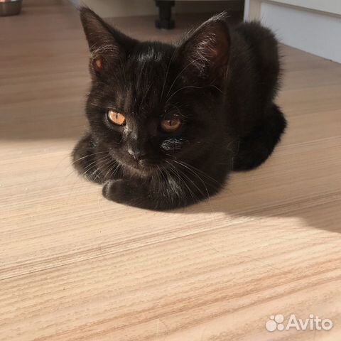 Британские котята