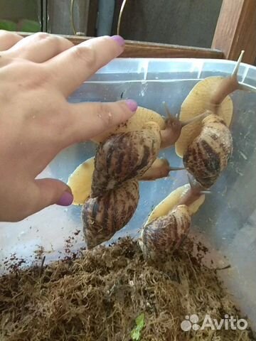 Улитка ахатина ретикулят