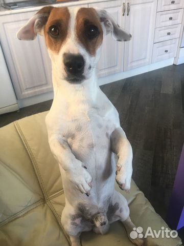 Ищем невесту