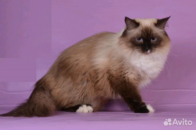 Породистая девочка под условия