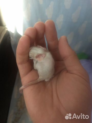 Дегу питомника Viva la Vita ищут хорошие руки