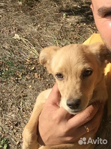 Ищет дом щенок