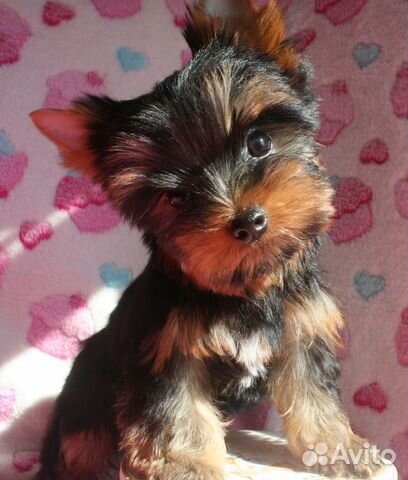 Очаровательные мальчишки братишки