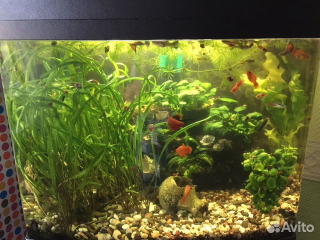 Аквариум 100 литров