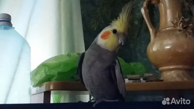 Попугай карелла, самец и самка