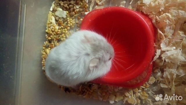 Хомяки цветные джунгарики