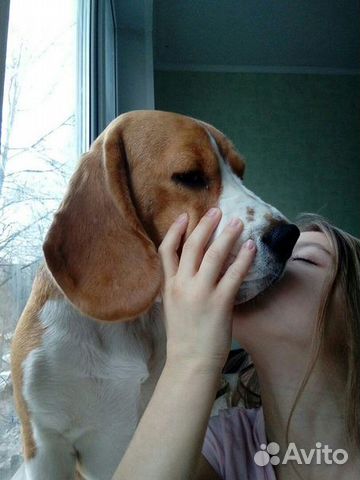 Бигль 2 года