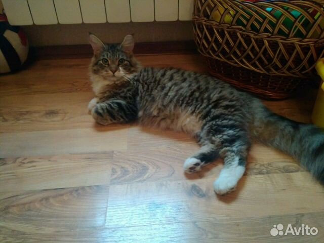 Котенок Мейн кун