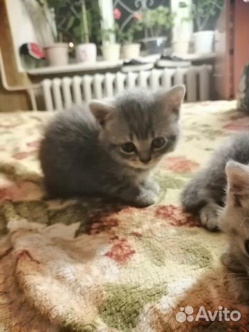 Продам котят британцы прямоухие 1 месяц осталось д