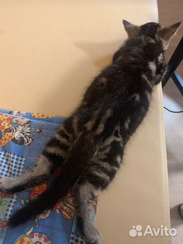 Отдам породистого котенка в добрые руки